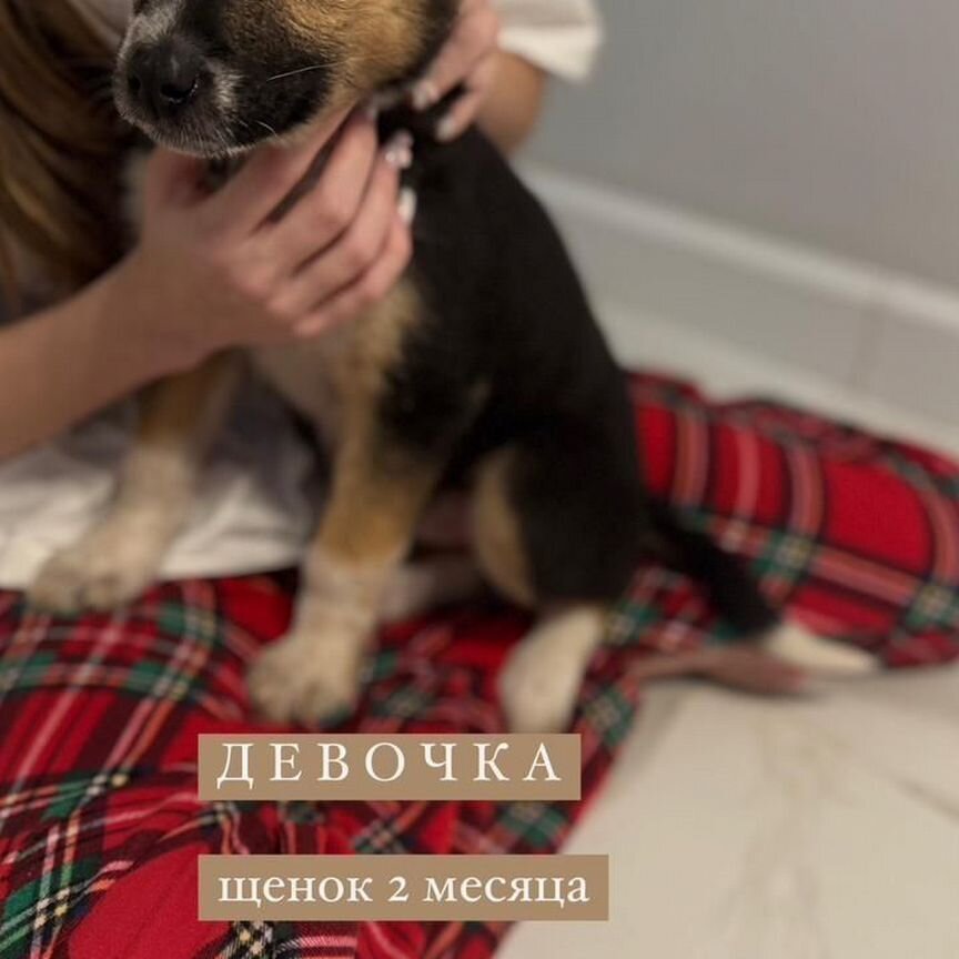 Щенок в частный сектор