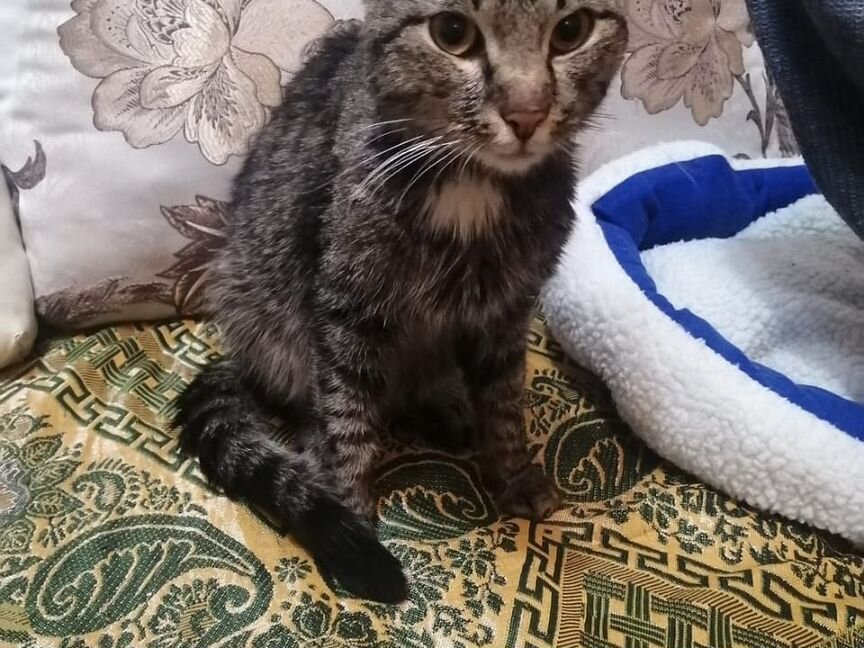 Истощеный кот ищем дом или передержку