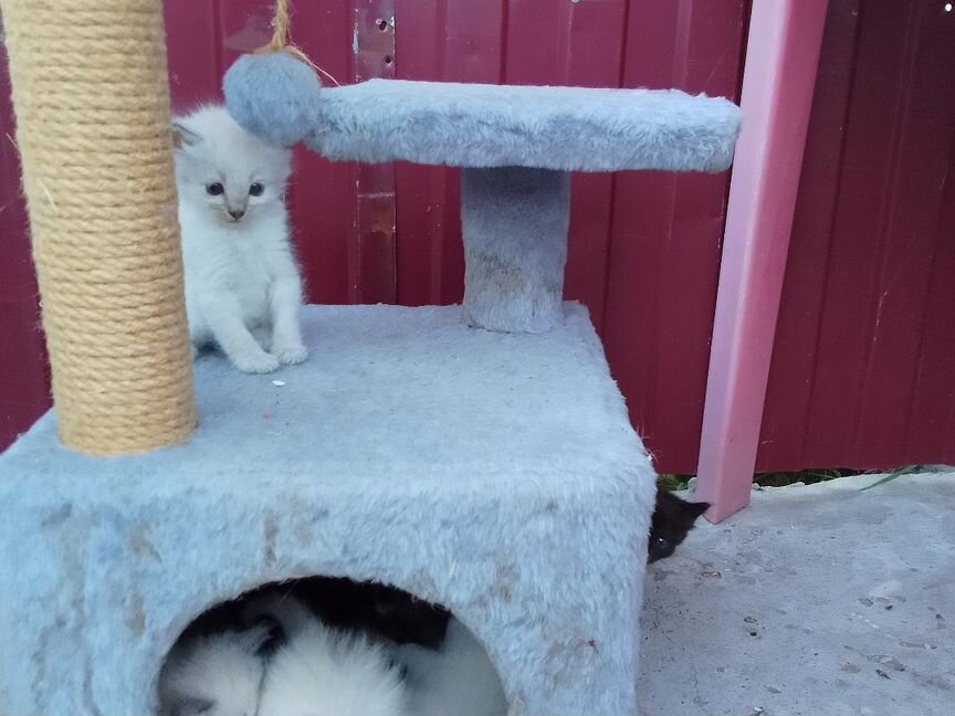 Котята беленькие и черненькие