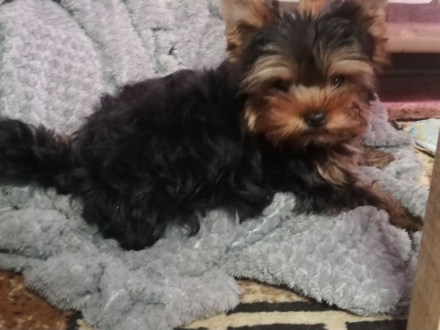 Йоркширский терьер