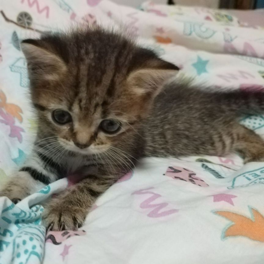 Шотландский прямоухий длинношёрстный котёнок