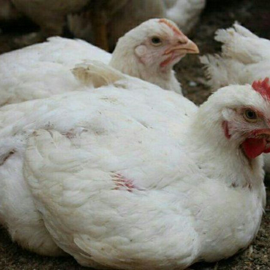 Куры бройлеры мясо