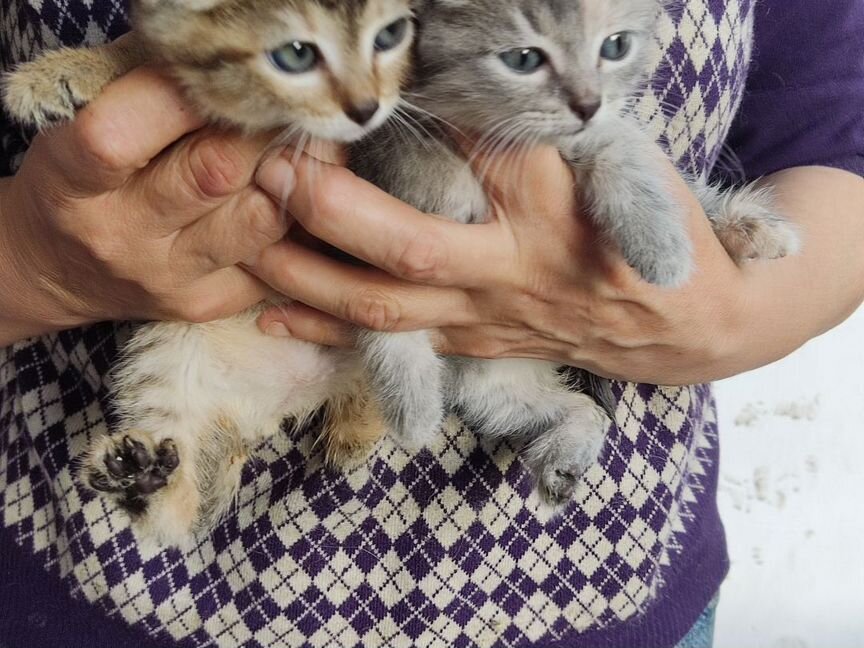Кошки в добрые руки бесплатно