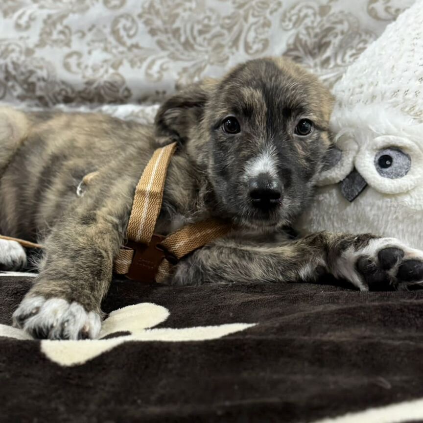 Щенок в добрые руки