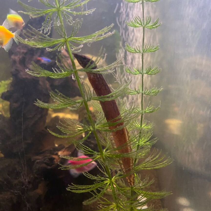 Аквариумные рыбки мастацембелус отдам бесплатно