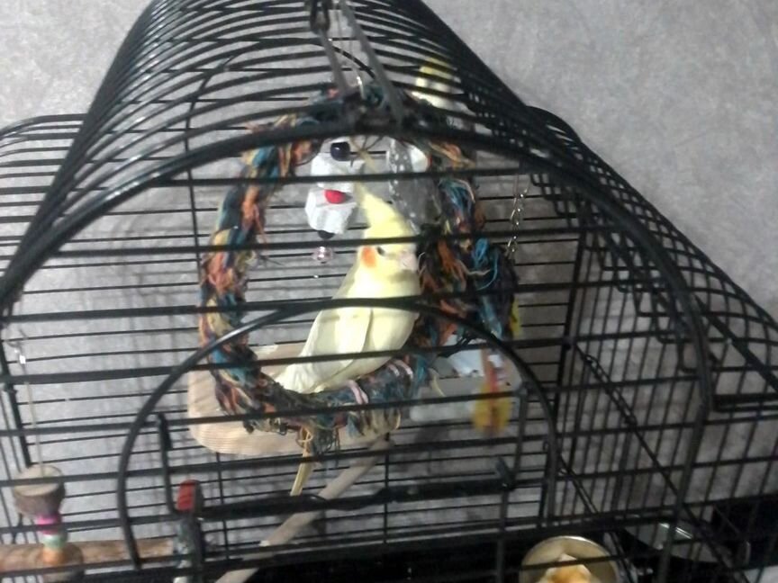 Продам Пару карел