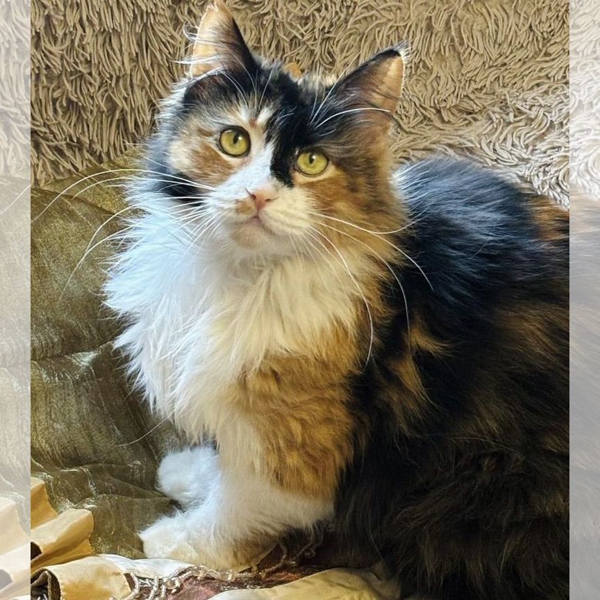 Очень красивая кошка