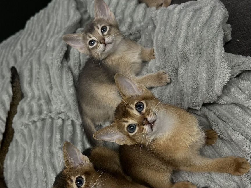 Абиссинские котята дикого окраса и голубого
