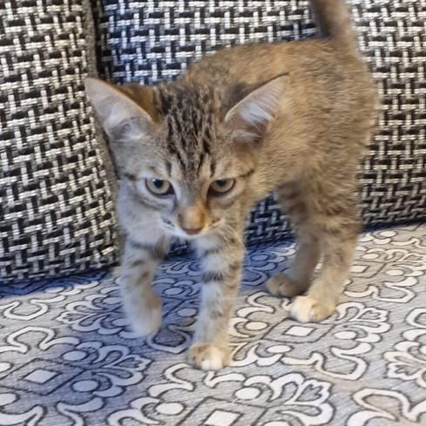 Котёнок Венера