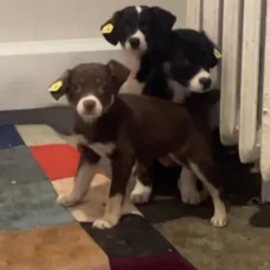 Щенок в добрые руки