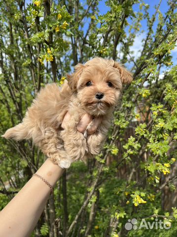 Мальтипу ф1 мини мальчик супер карамелька