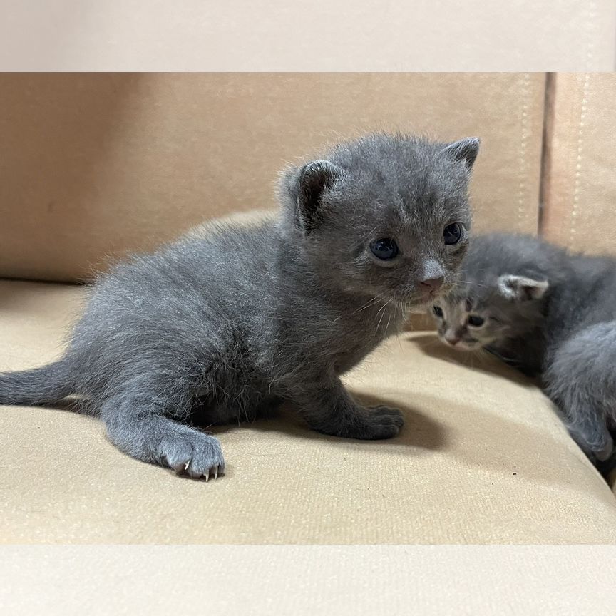 Котята в добоые руки