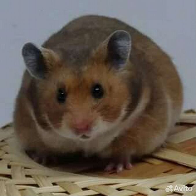 Сирийский хомяк