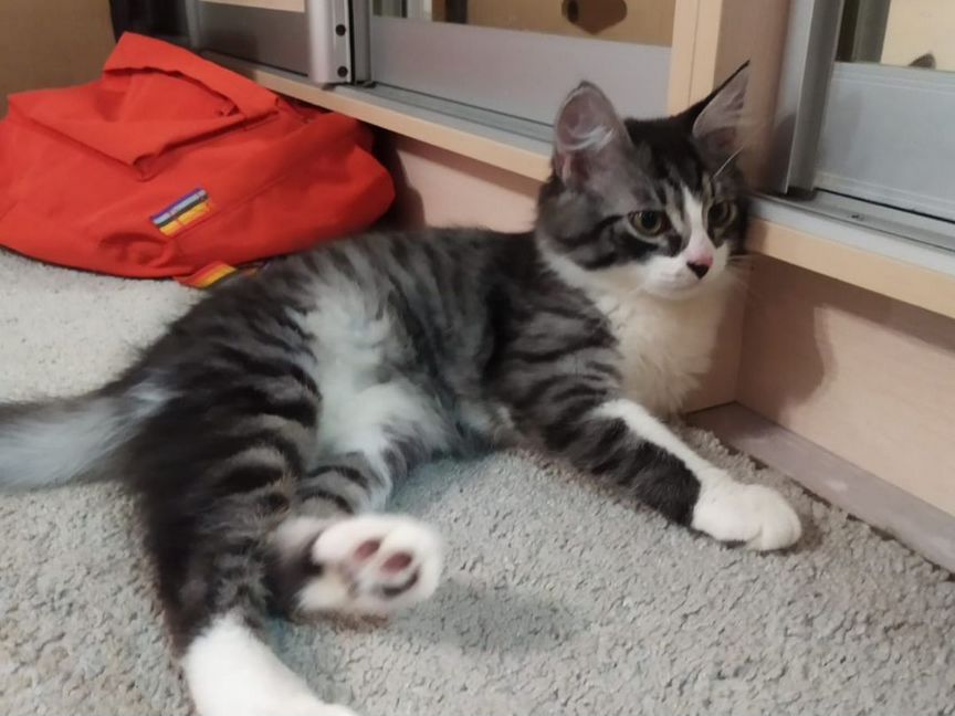 Котёнок Тиша в добрые руки