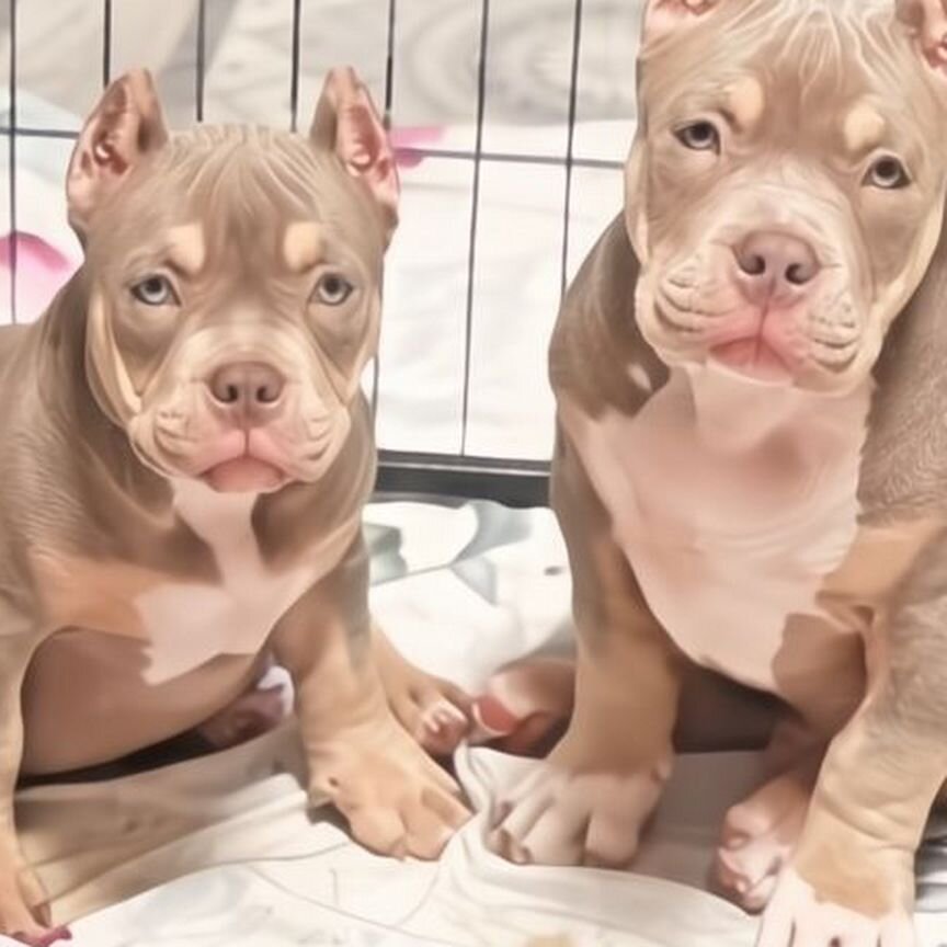 Американский булли, щенок