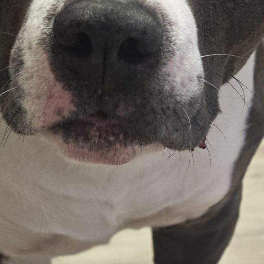 Ошейник для собак