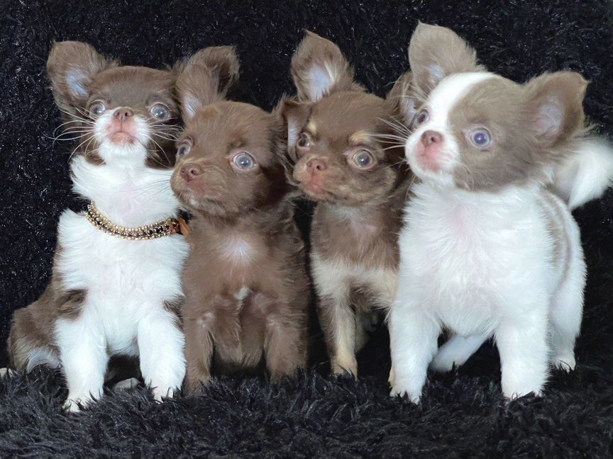 Щенки чихуахуа девочки и мальчики. РКФ
