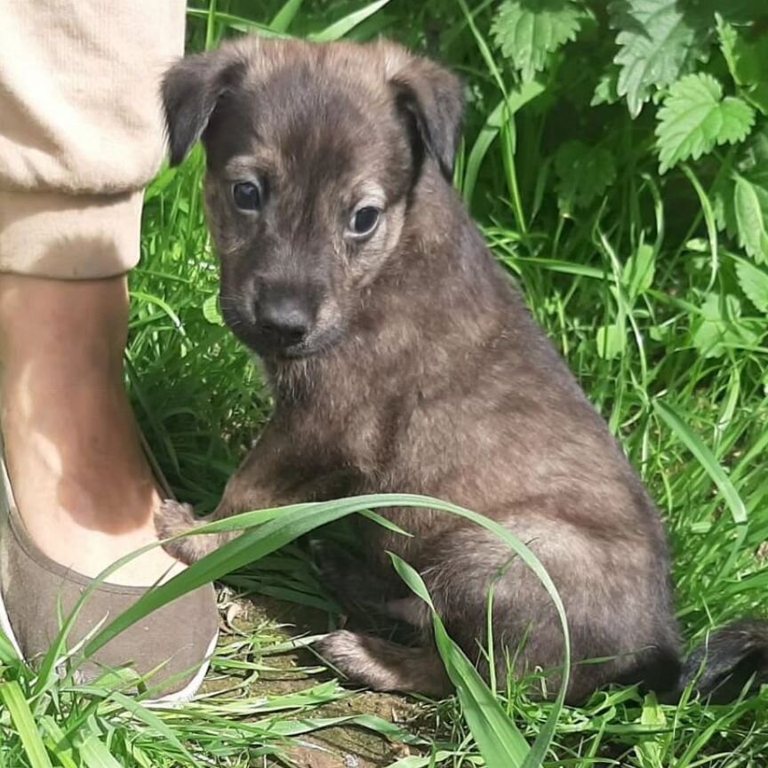 Маленький щенок в добрые руки