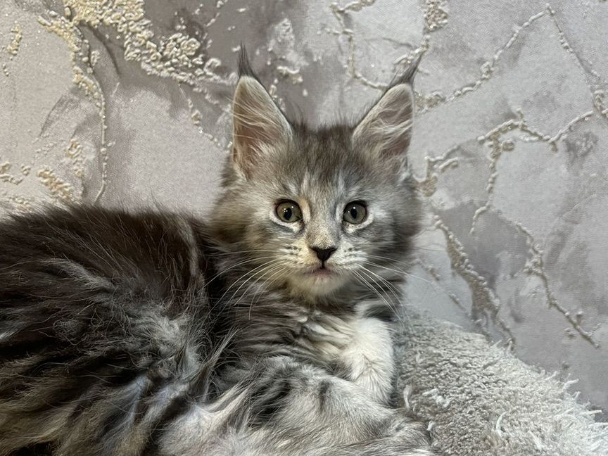 Котята мейн-кун девочка