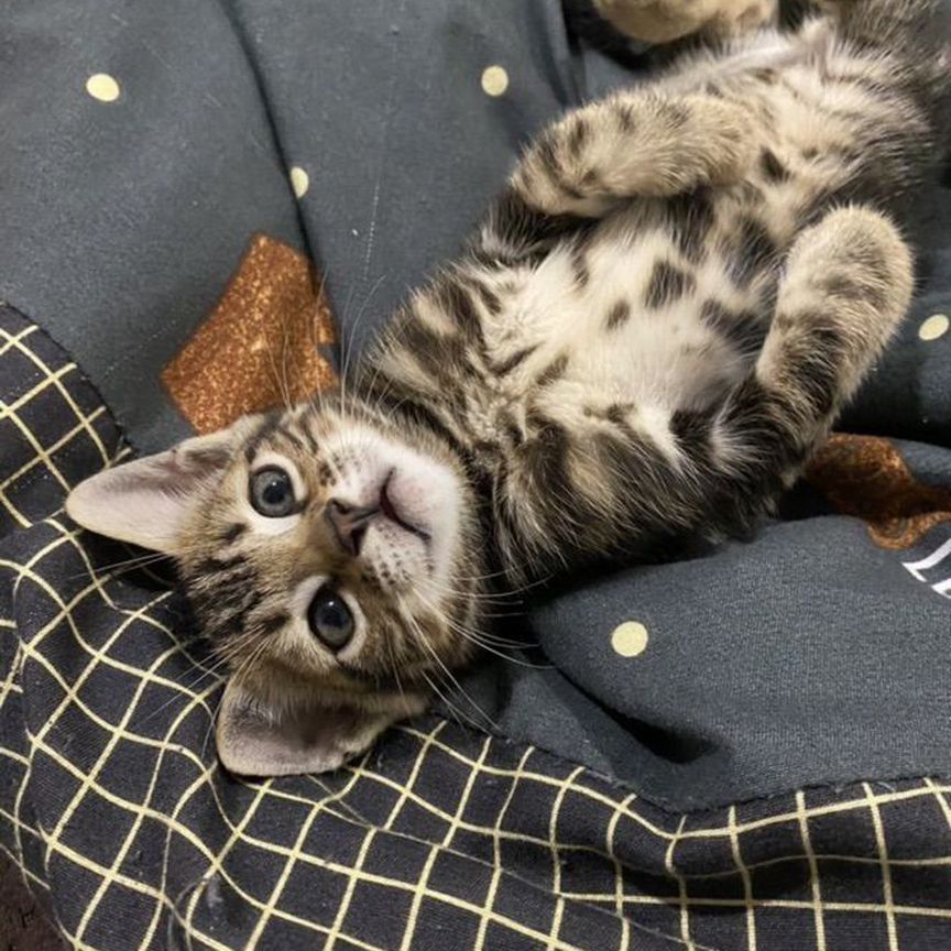 Котенок бенгал