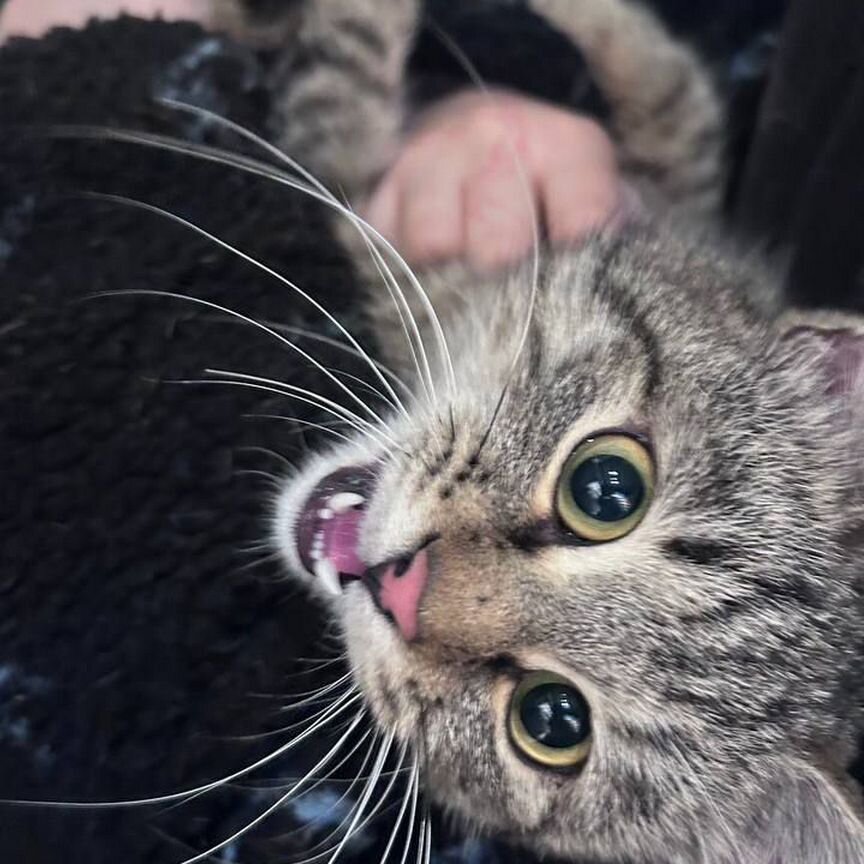 Отдам бесплатно котика