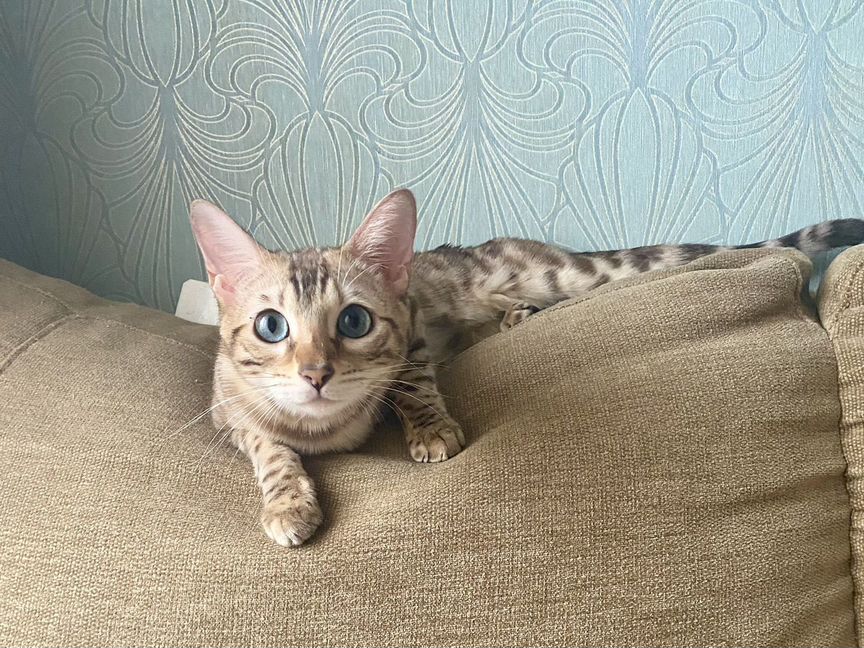 Снежная бенгальская кошка