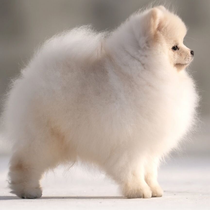 Померанский шпиц мальчик