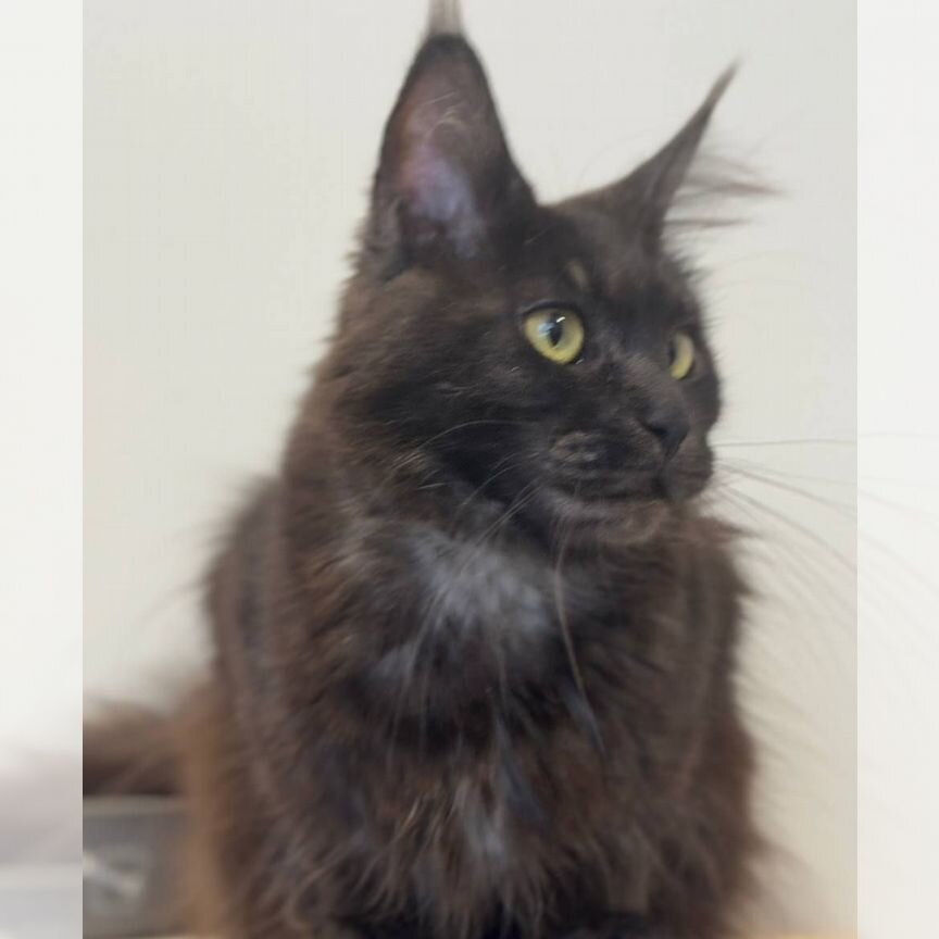 Мейн-кун, взрослая кошка