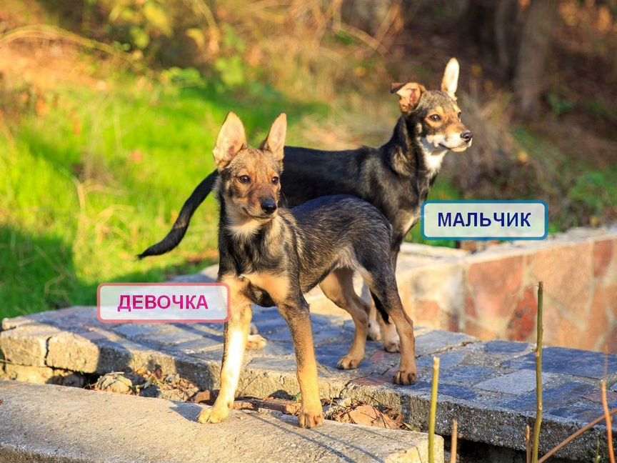 Милая, ласковая девочка ждёт своего человека