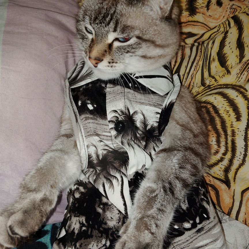 Рубашка для кота