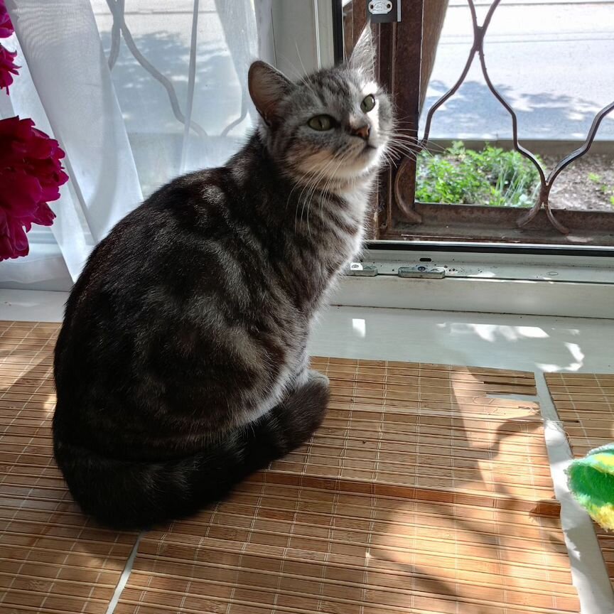 Британская кошка