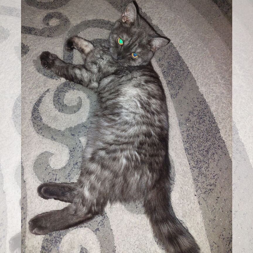 Кошечка, британка