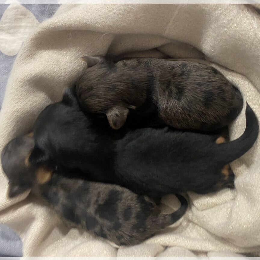 Девочки йорки