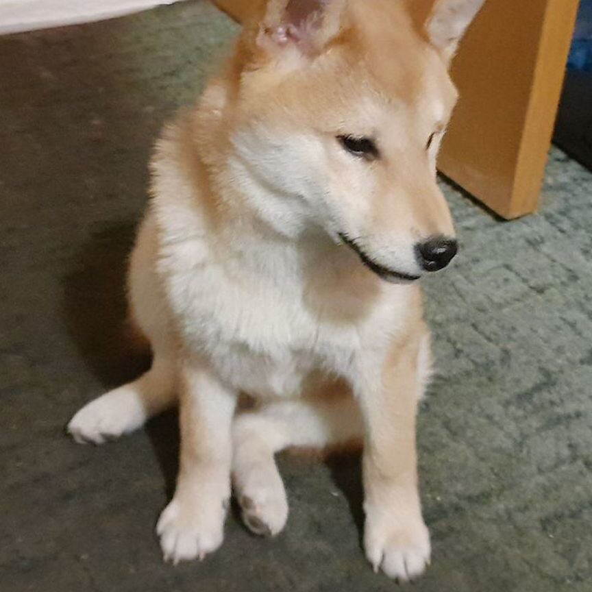 Сиба-ину, щенок