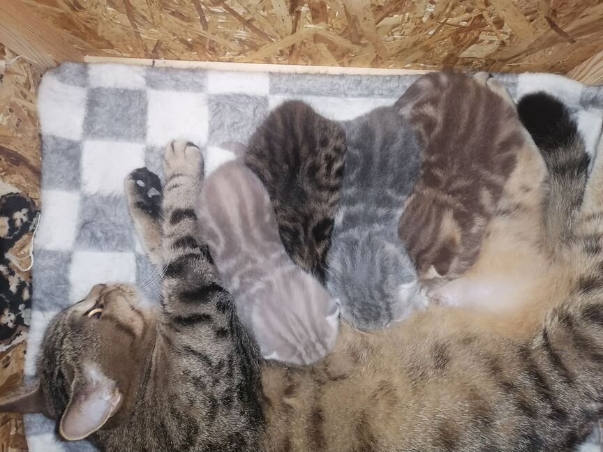 Шотландские котята