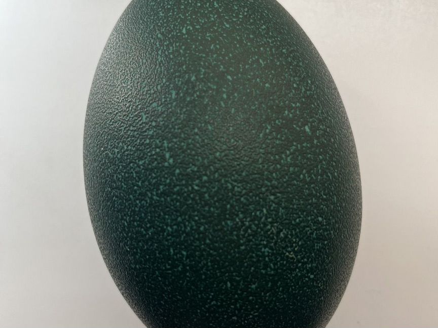 Страусиное яйцо