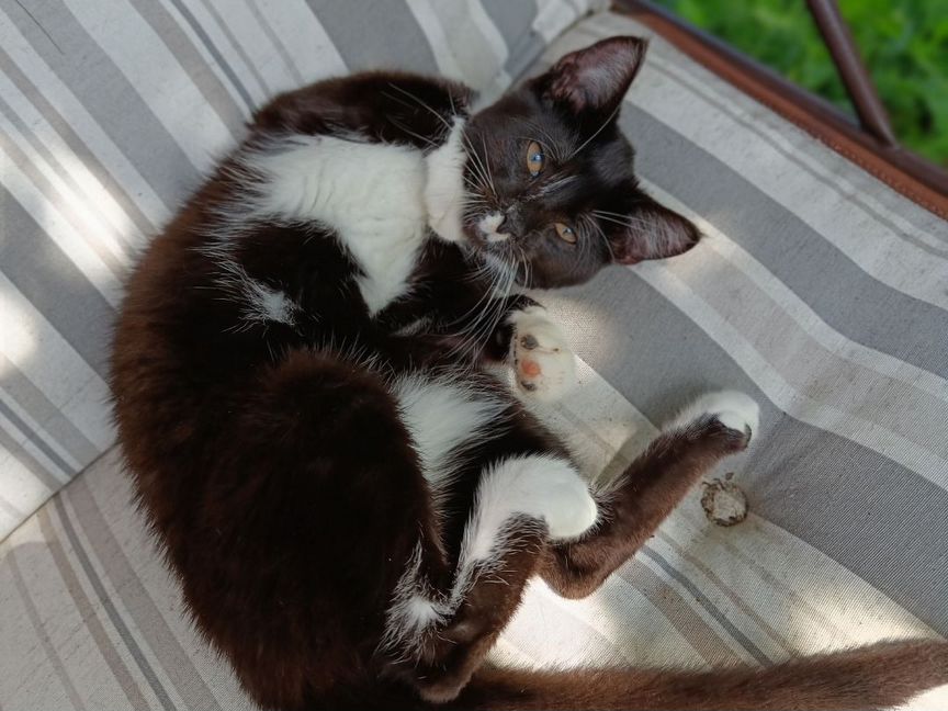Котик 4 мес в добрые руки