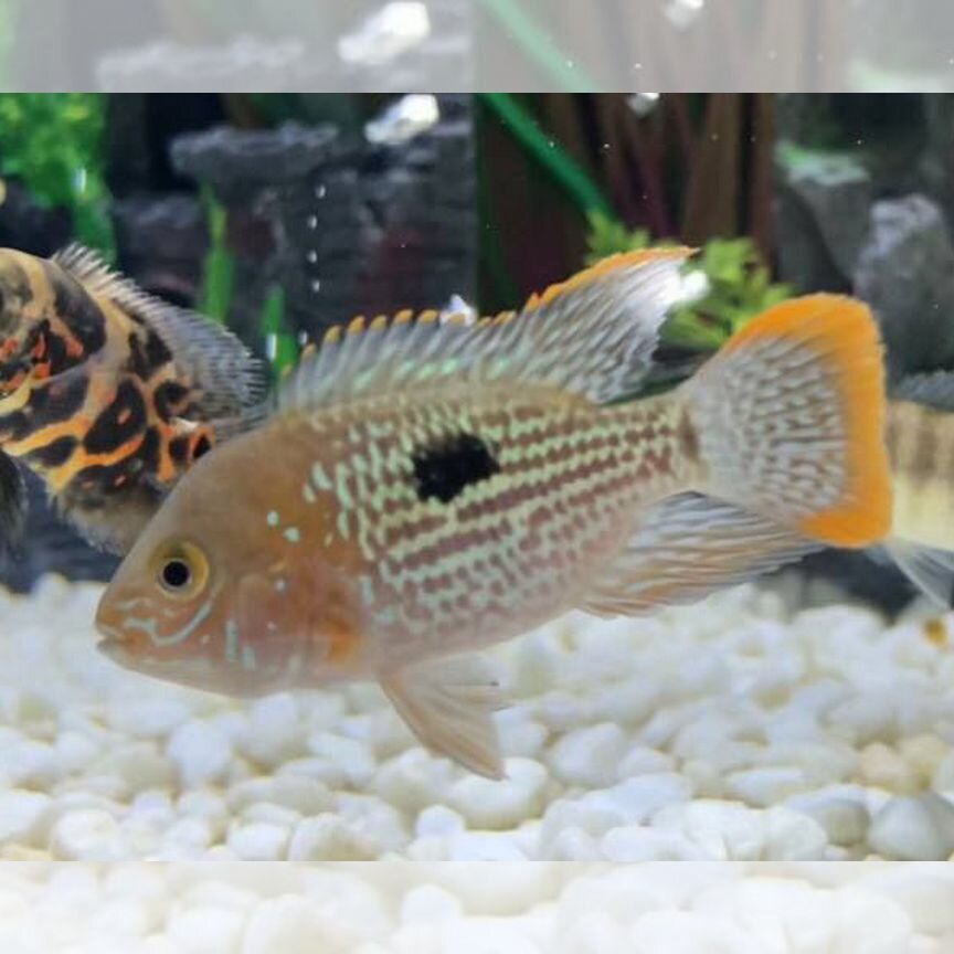 Акара бирюзовая