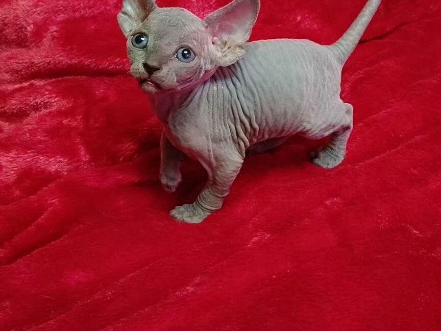 Девочки и мальчик