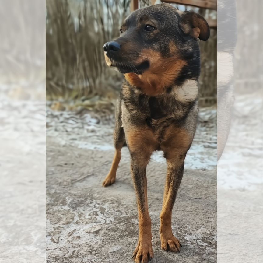 Взрослый пёс в добрые руки