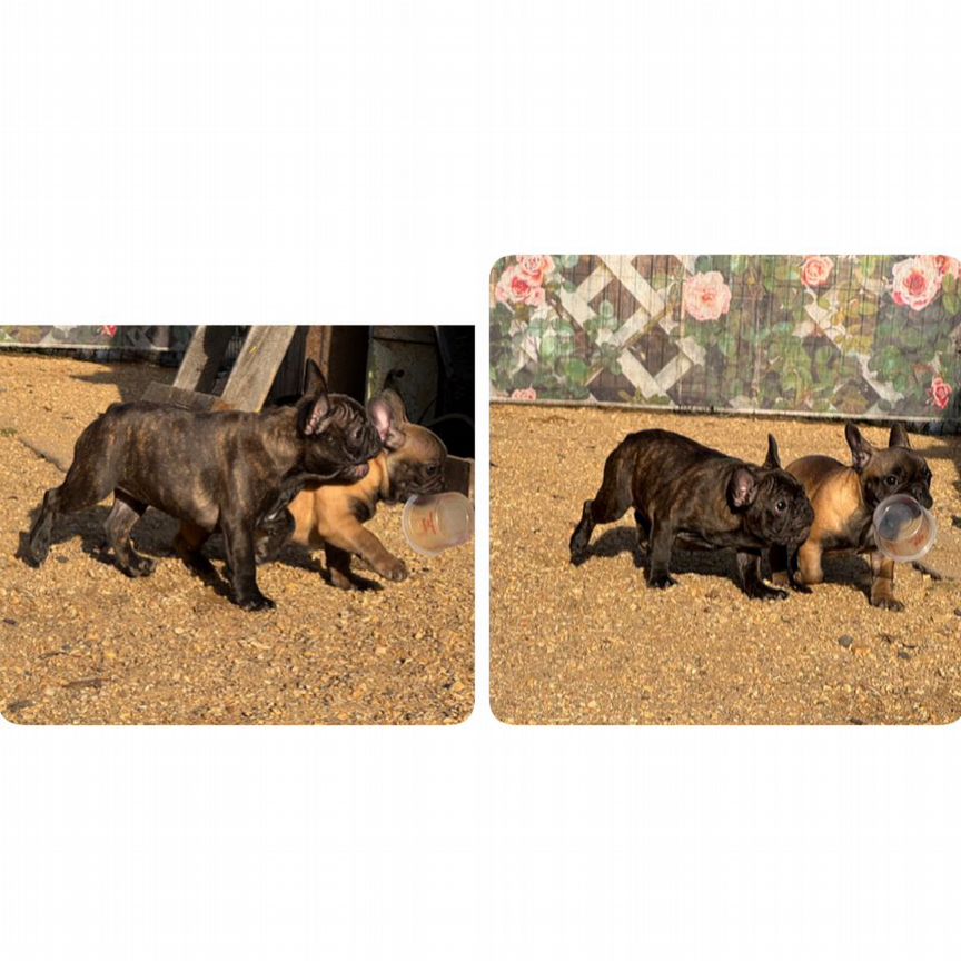 Французский бульдог, щенок