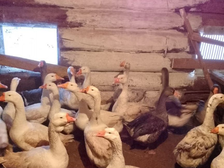 Гусиное мясо