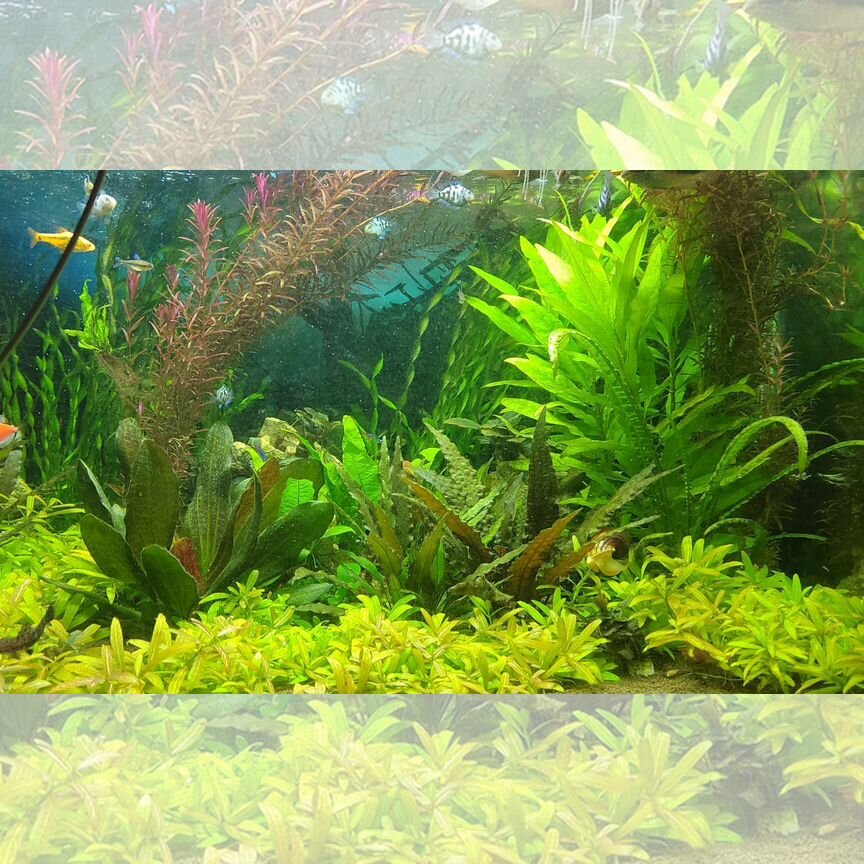 Содержимое аквариума