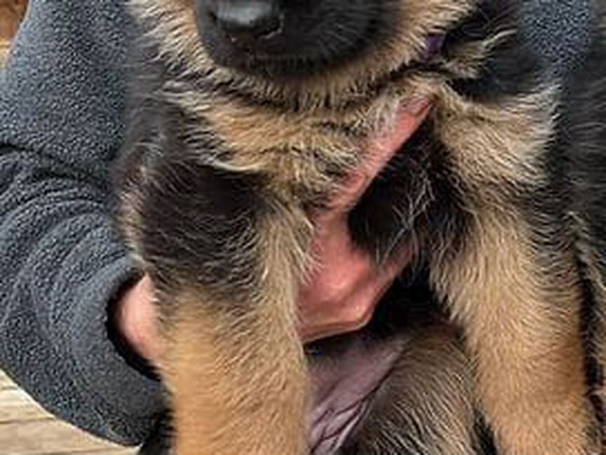 Чистокровные щенки немецкой овчарки