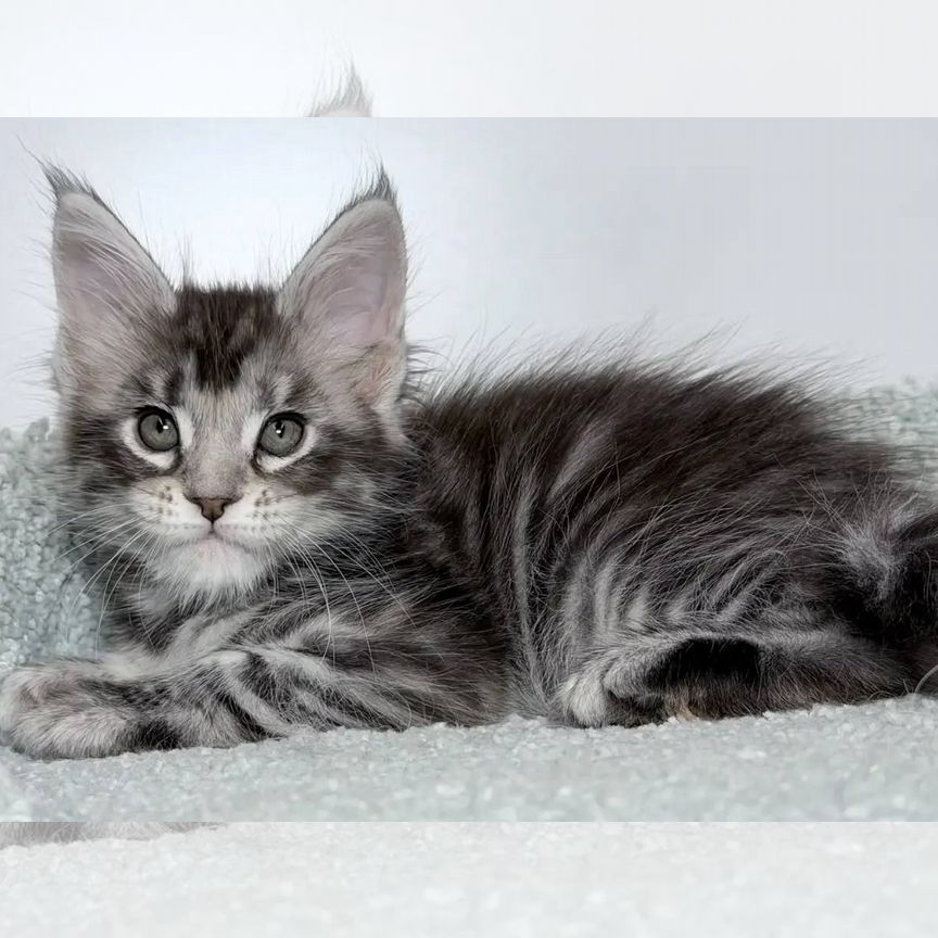 Мейн-кун котёнок