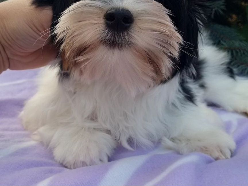 Красивый мальчик Бивер стандартного размера