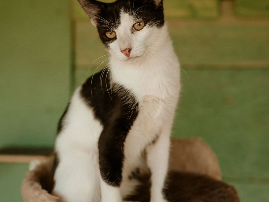 Котенок в добрые руки