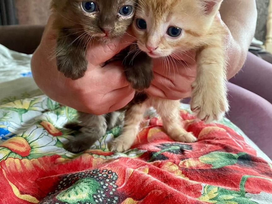 Кошечки от ловчей мамы-кошки