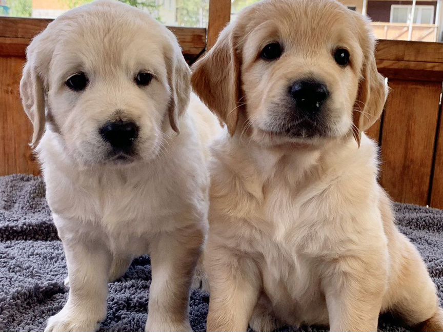 Золотистый ретривер щенки