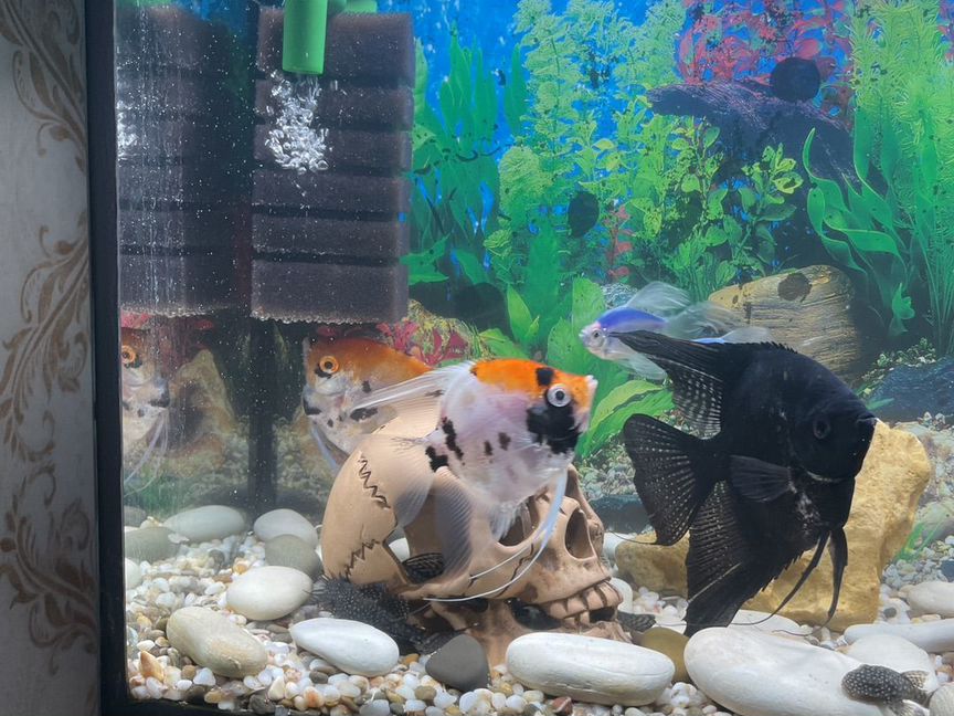 Аквариум с рыбками
